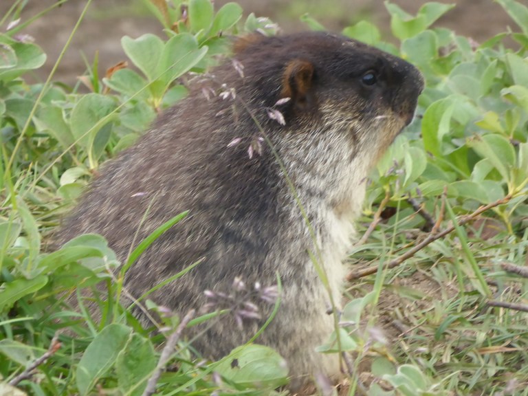 Il panottico digitale delle anime elettriche dei social network ...